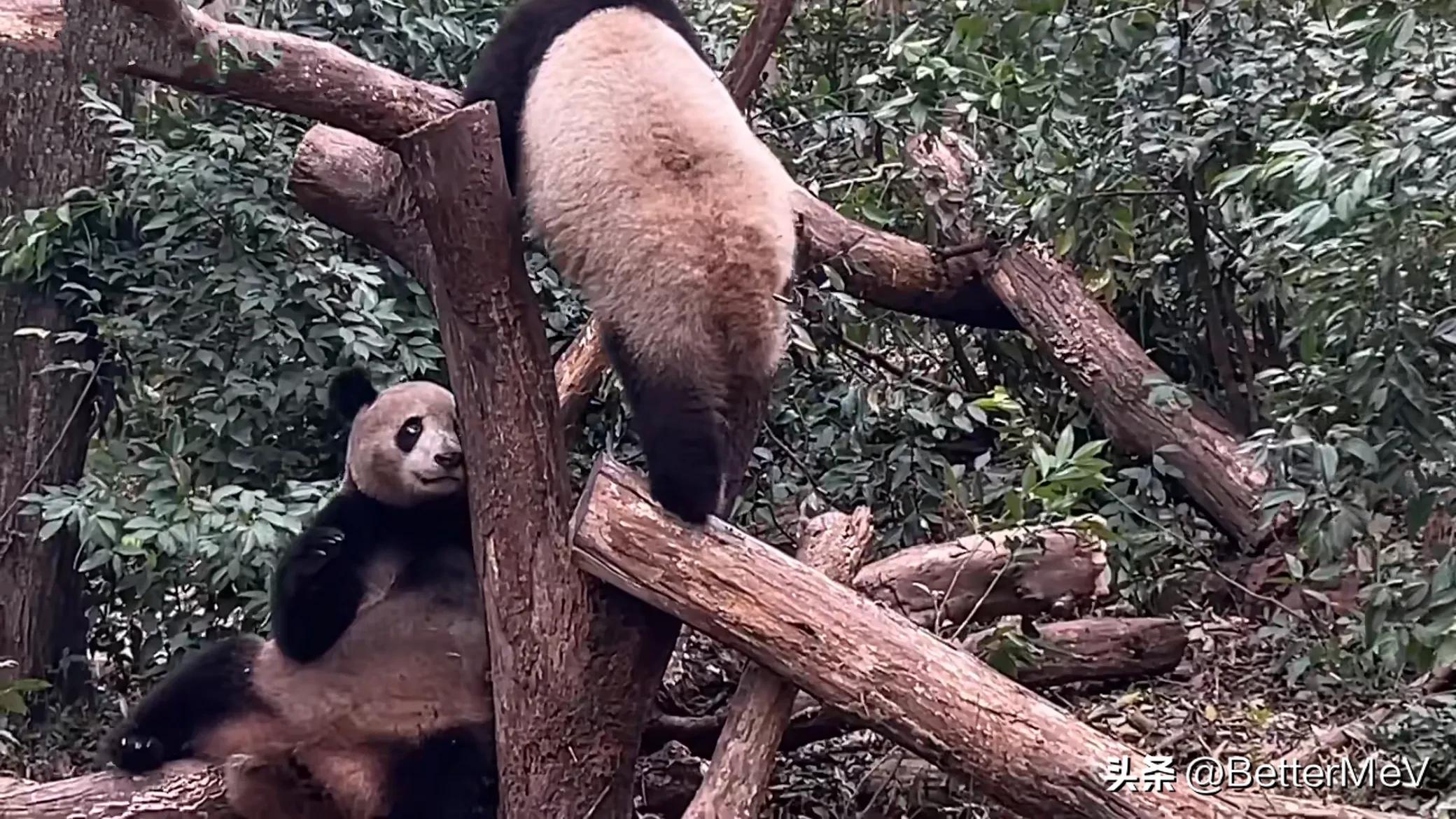 Why do these pandas dig coal every day~ - iNEWS