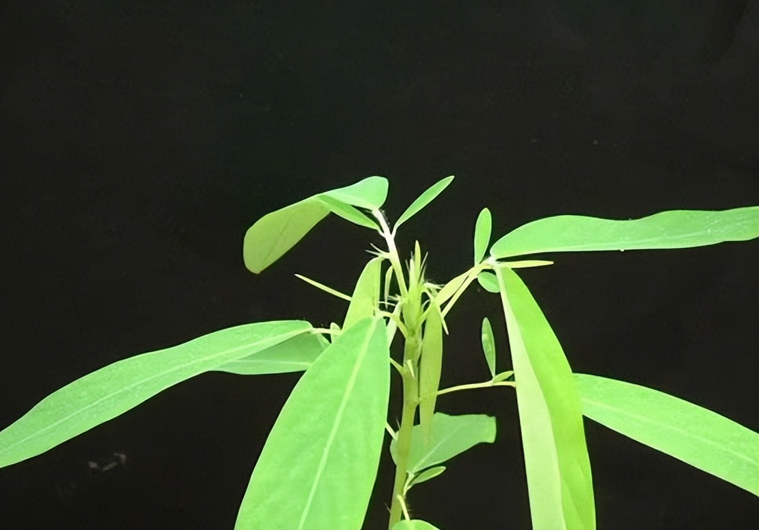 Do dancing grasses really dance to music? - iNEWS