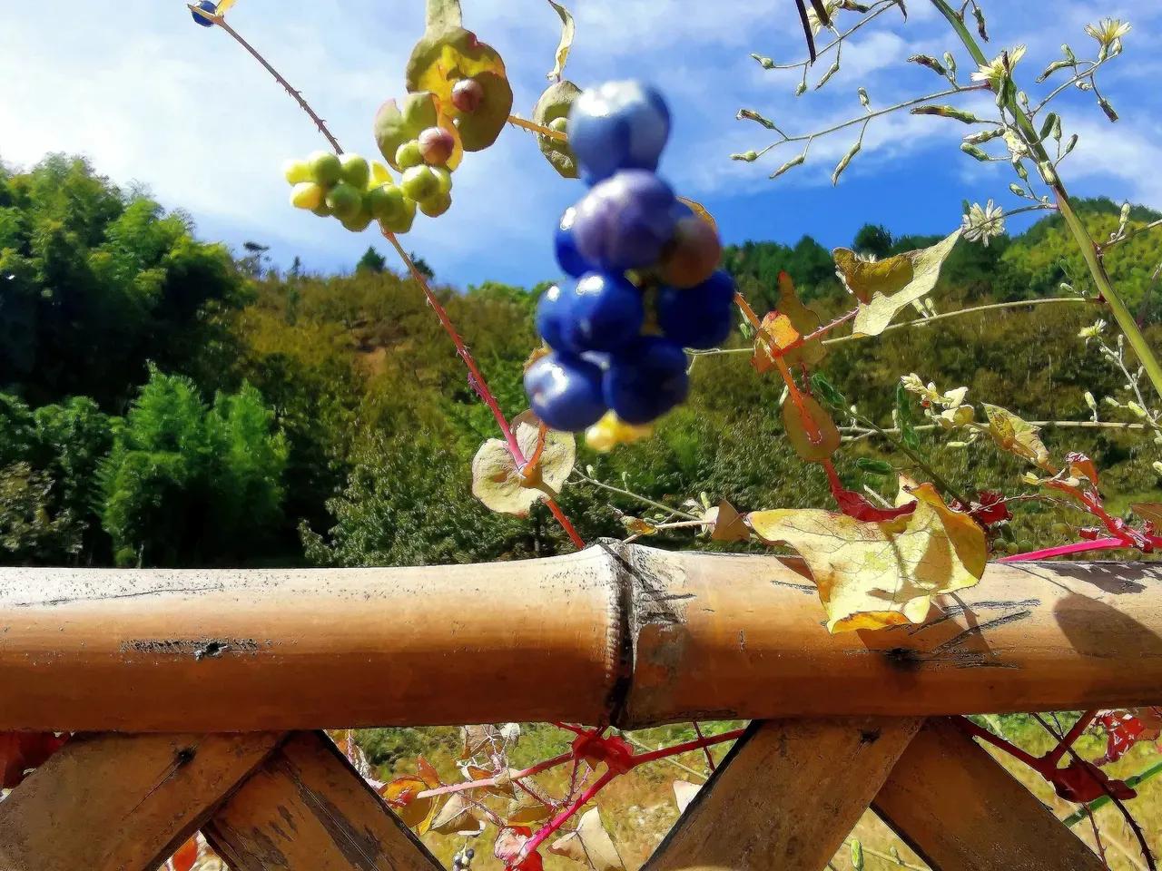 Seven unique autumn scenery - iNEWS