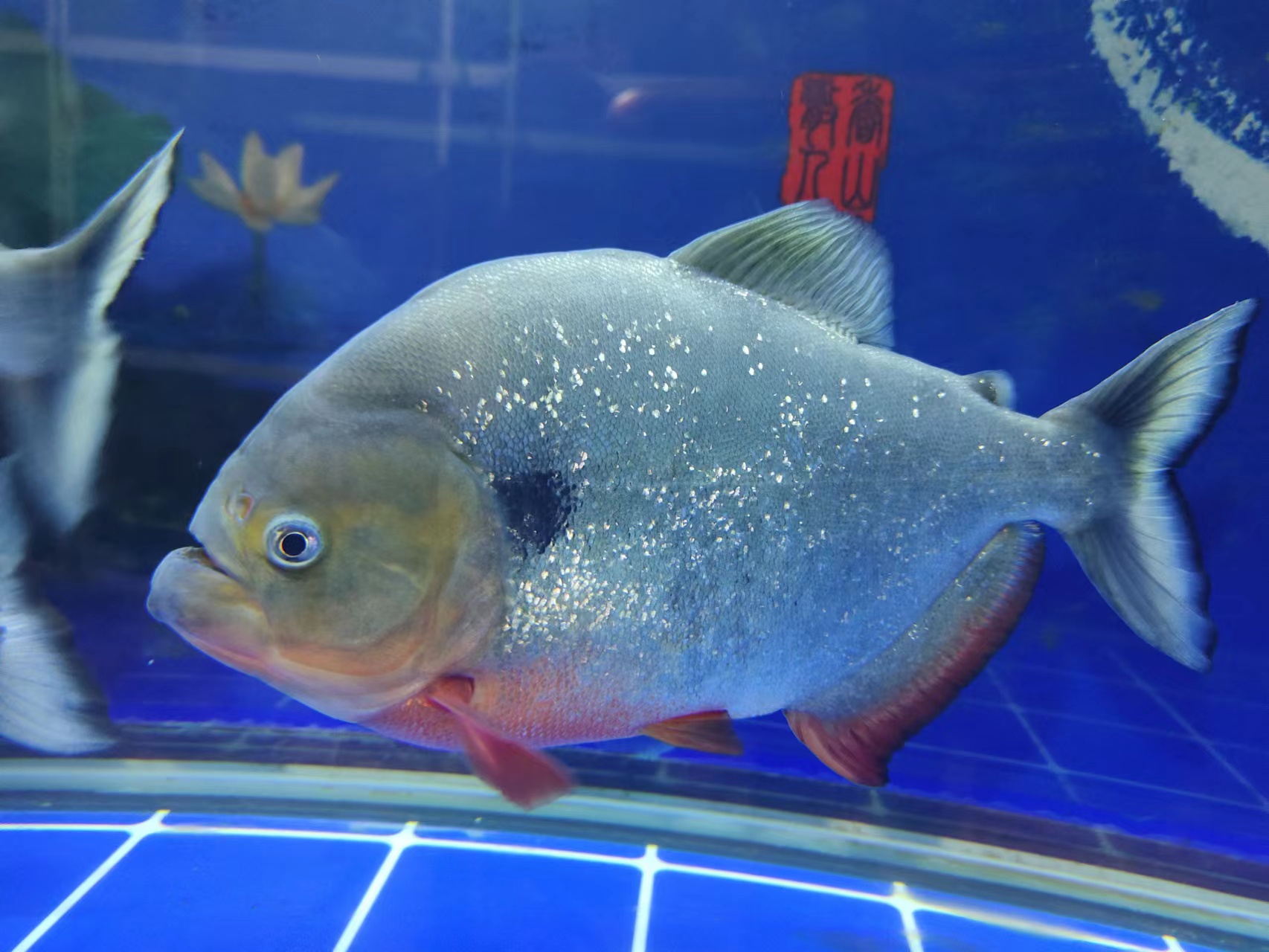 The aquarist once again introduces three kinds of fierce fish, as well ...