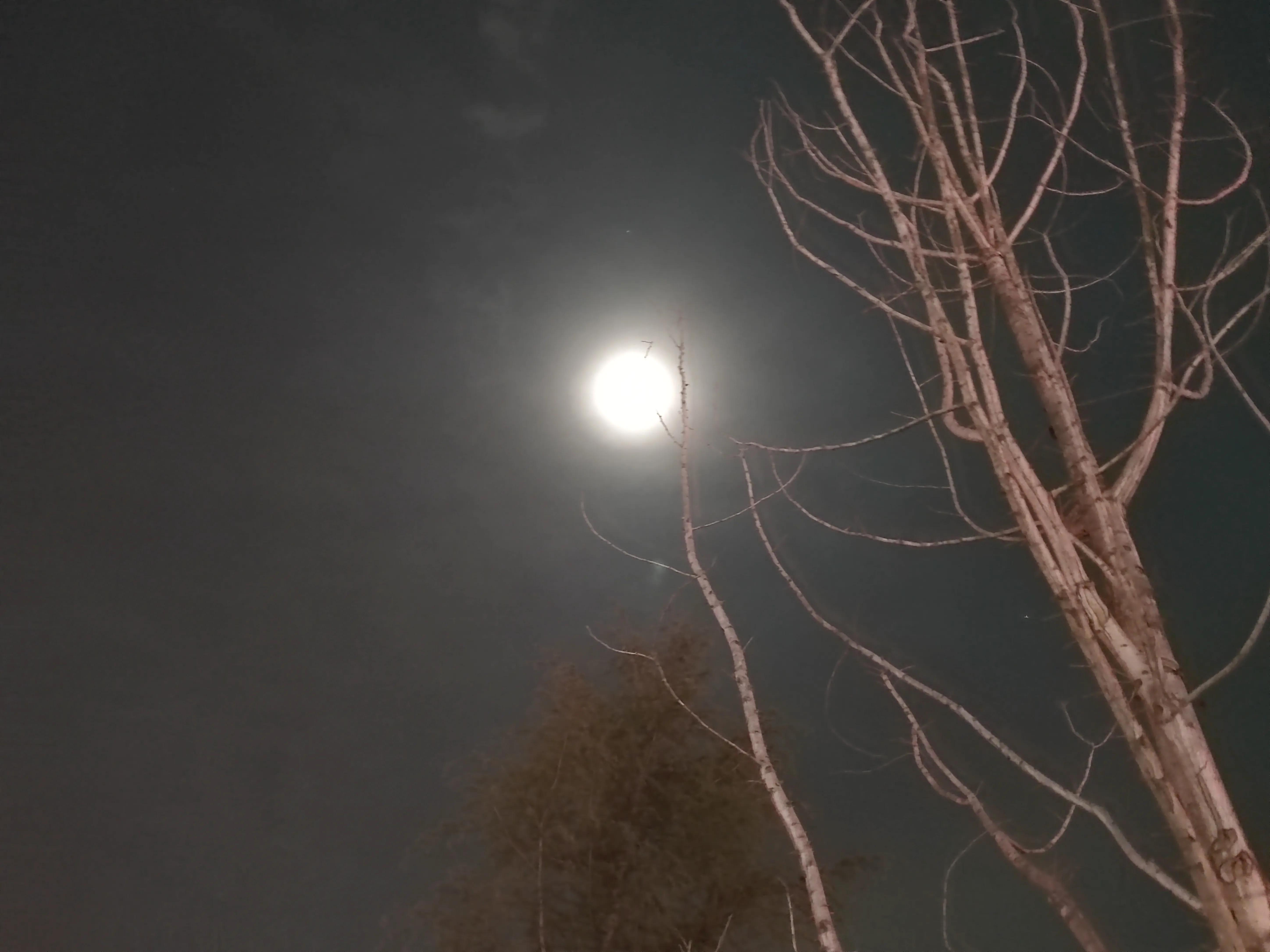 Ding Fengbo · Enchanting Wolf - iNEWS