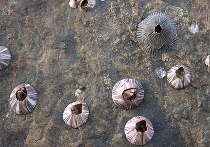 Sea turtles ask humans to remove barnacles all over their bodies ...