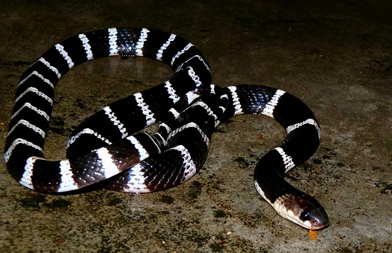 Inventory of the members of the snake genus, each of which is a highly ...