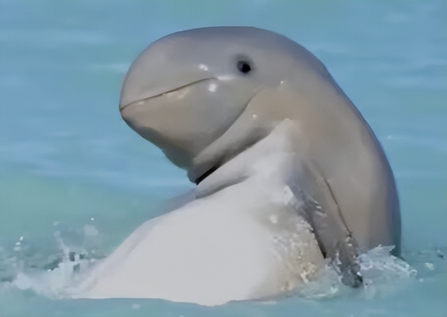 The cute and rare fat house happy dolphin─Ihe dolphin - iNEWS