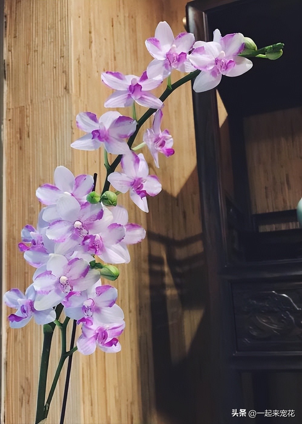 Share a classic purple Phalaenopsis, "Purple Qi Donglai" has a good ...