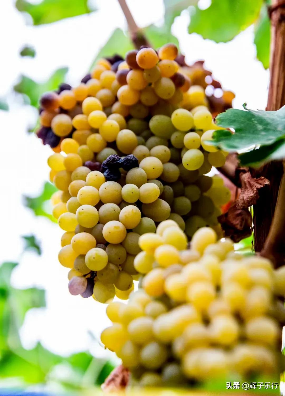 The sweetest grapes in the world are produced in Turpan, Xinjiang - iNEWS