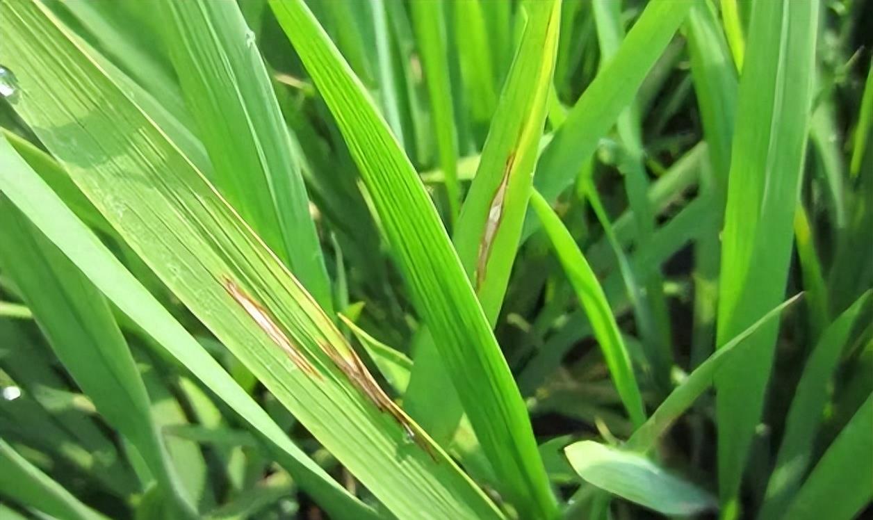 Management techniques for rice jointing and booting stages: clever use ...