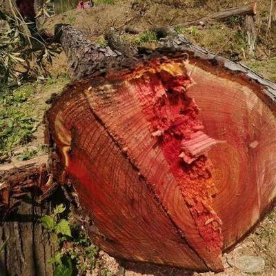 Why is the "spring stool" still used today? The ancients used it to ...