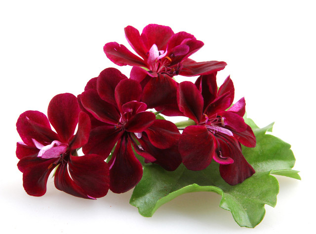 Prose: The rain in the dream of geranium‖Geranium pictures to share - iNEWS