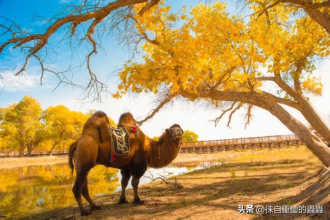 I traveled thousands of miles to visit the Populus euphratica forest in ...
