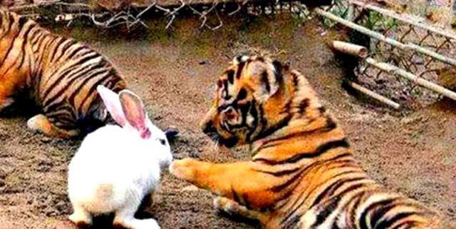 The breeder gave the tiger food and threw the rabbit directly into the ...
