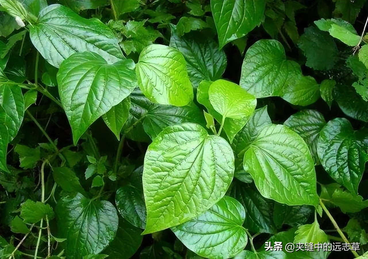 Talking about blind clams, toothache, stomach pain, bone pain, malaria ...