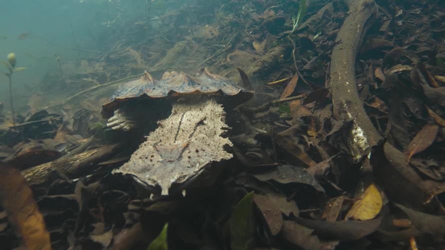 Exploring the ecosystem and biodiversity of ancient underwater forests ...