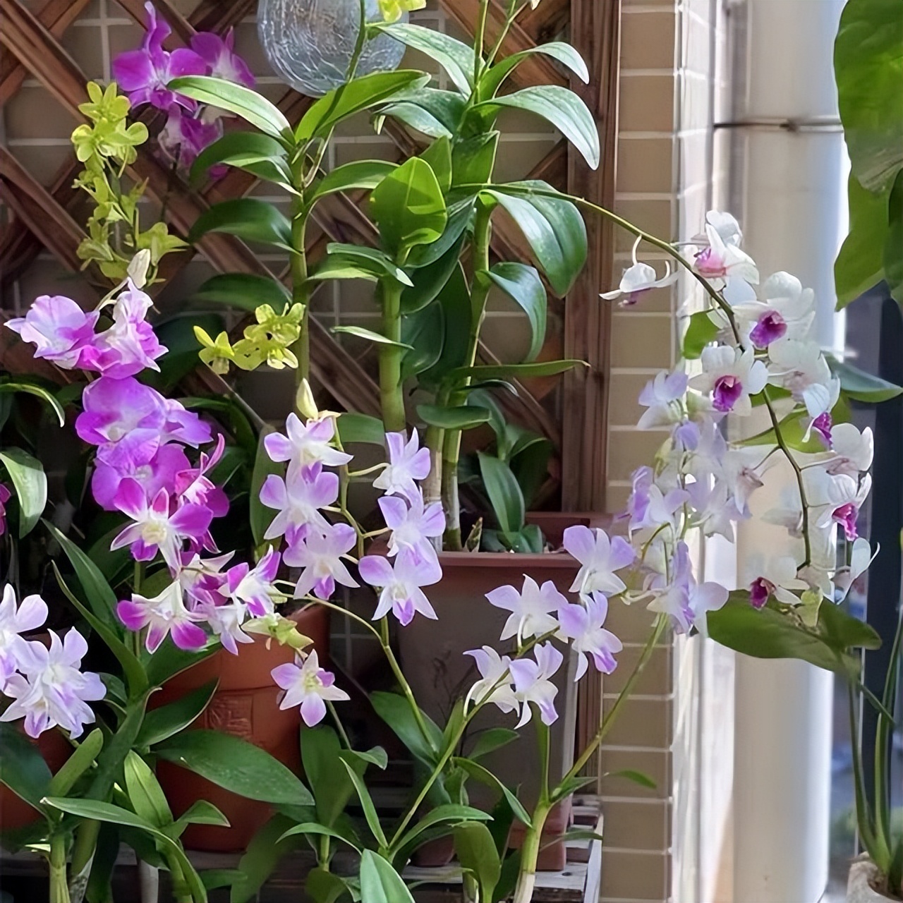 9 kinds of "yin flowers" suitable for growing in "North Balcony", now ...