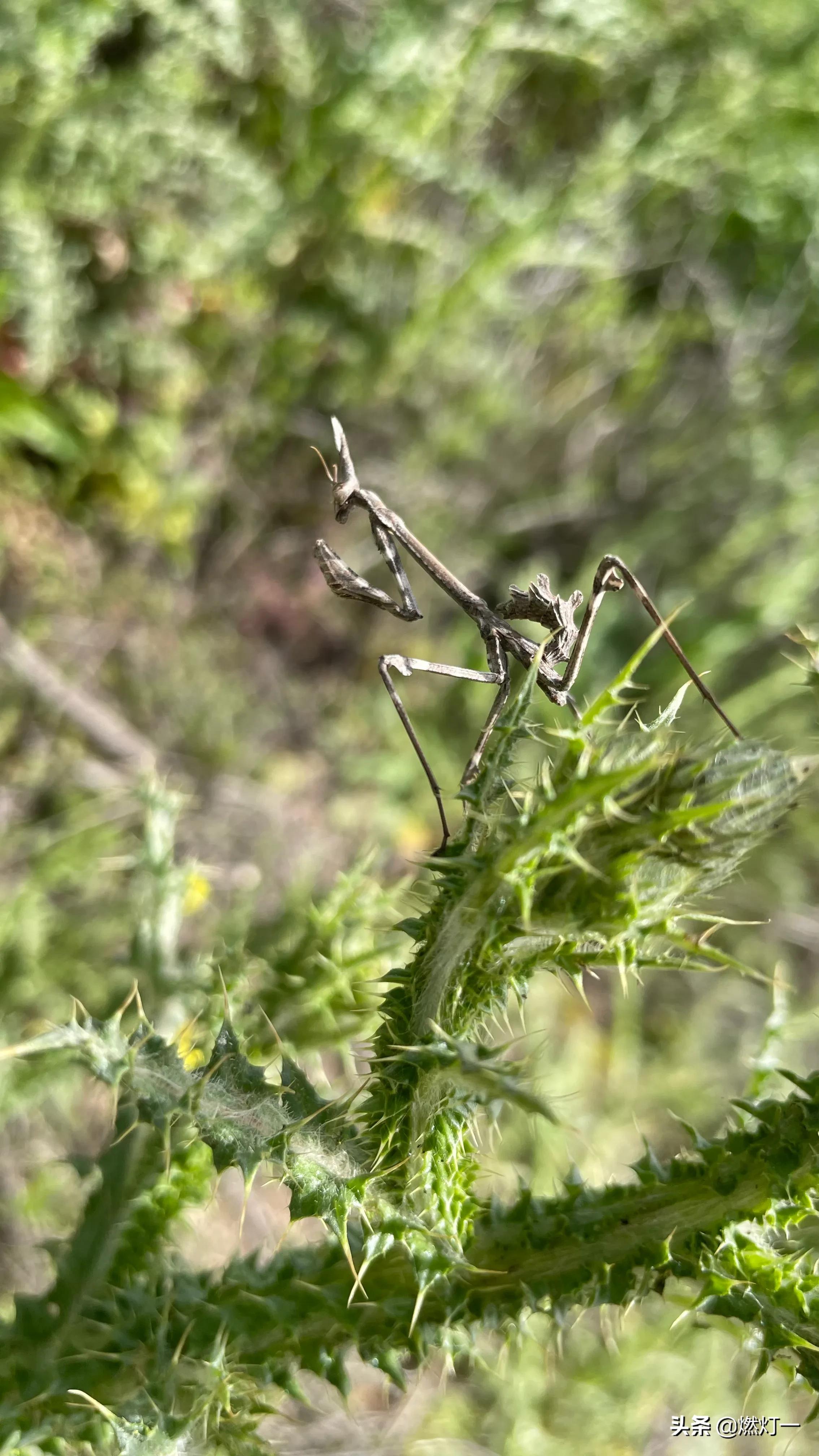 This is the first time I saw a mantis like a monster - iNEWS