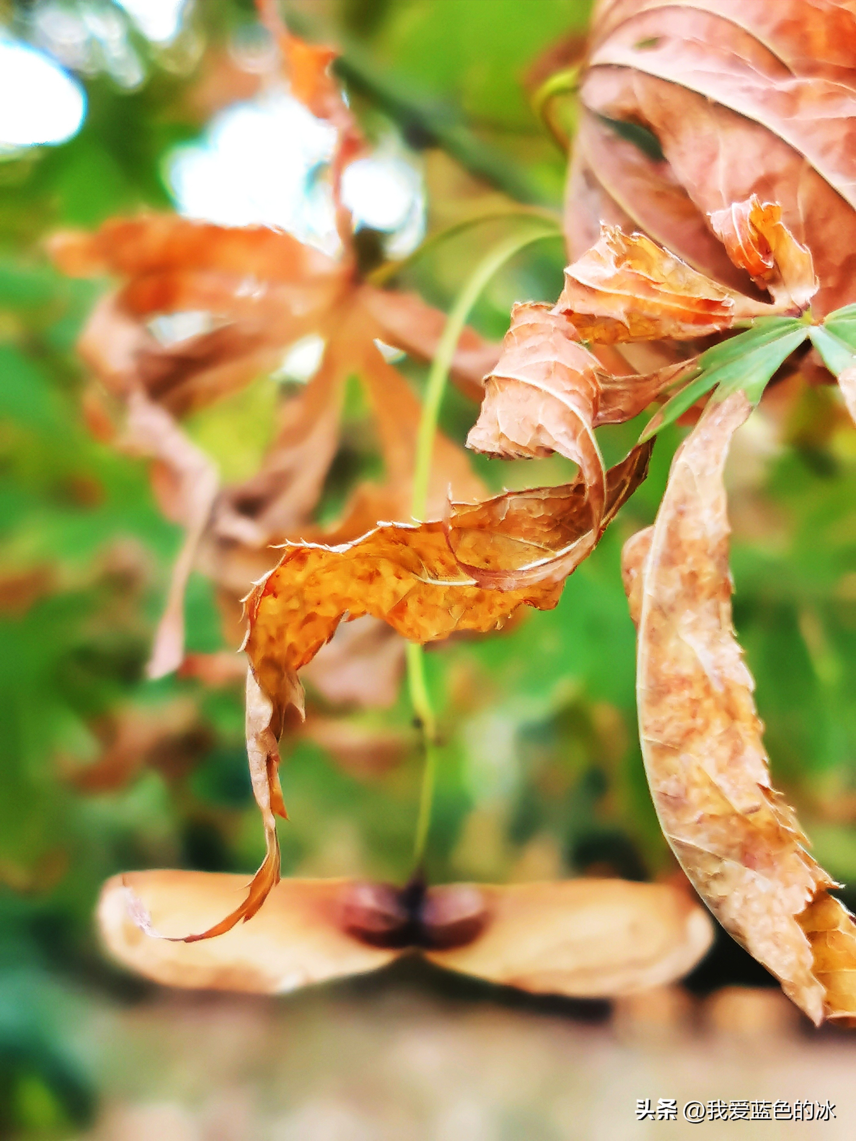 Charred chicken feet maple - iNEWS