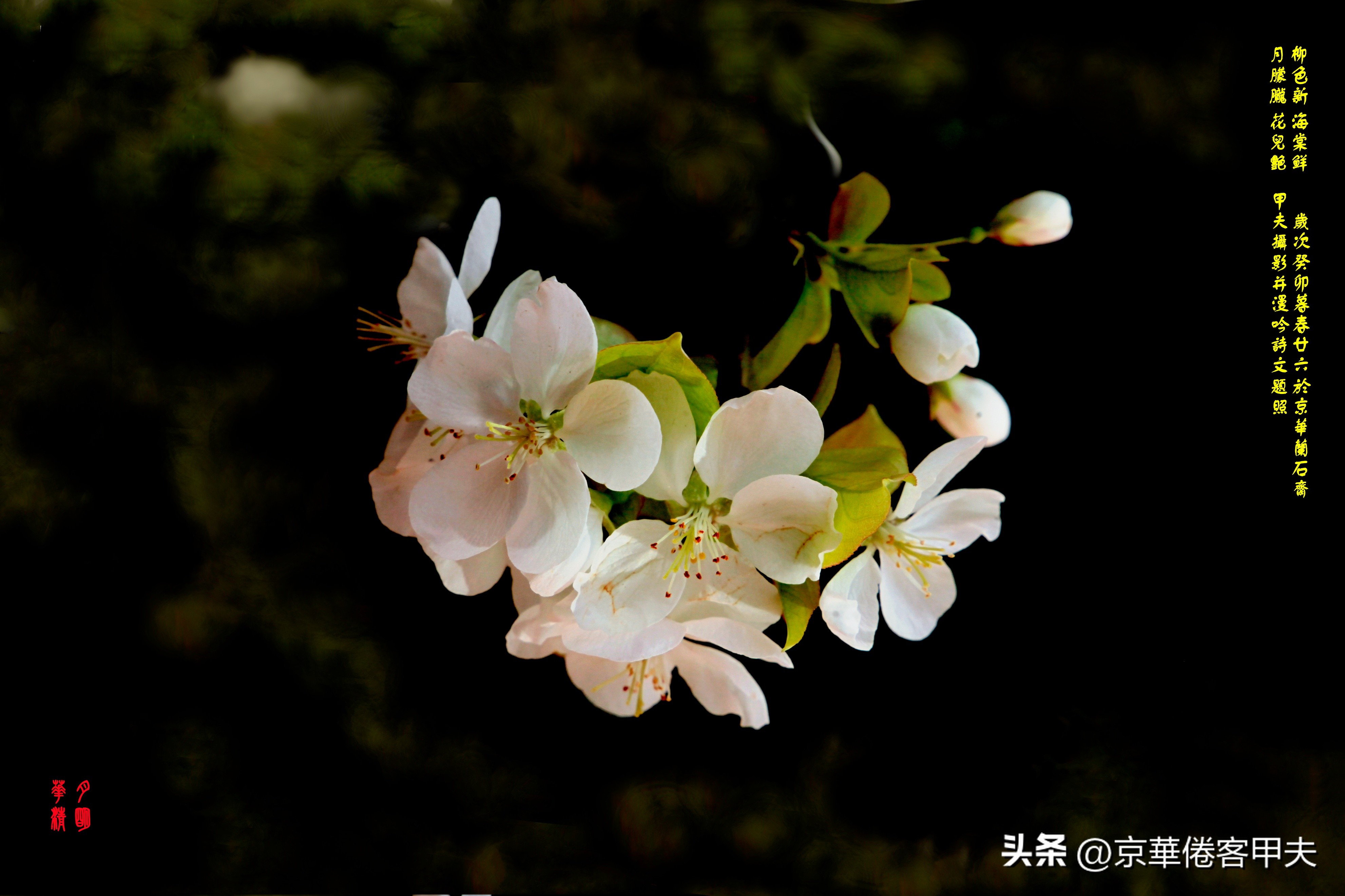 Jiafu's original Baidi Feihong: Able to be on the same level as other ...