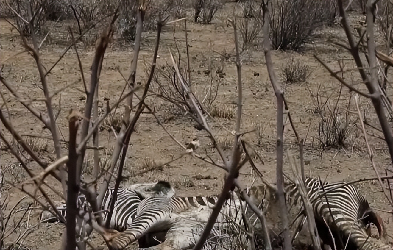 Over 4 million people were affected!Thousands of animals died!Worst ...