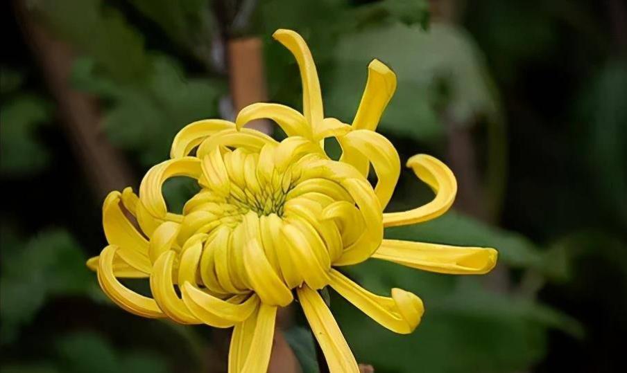 The dynasty with the longest lifespan in the world has lasted for 2680 ...