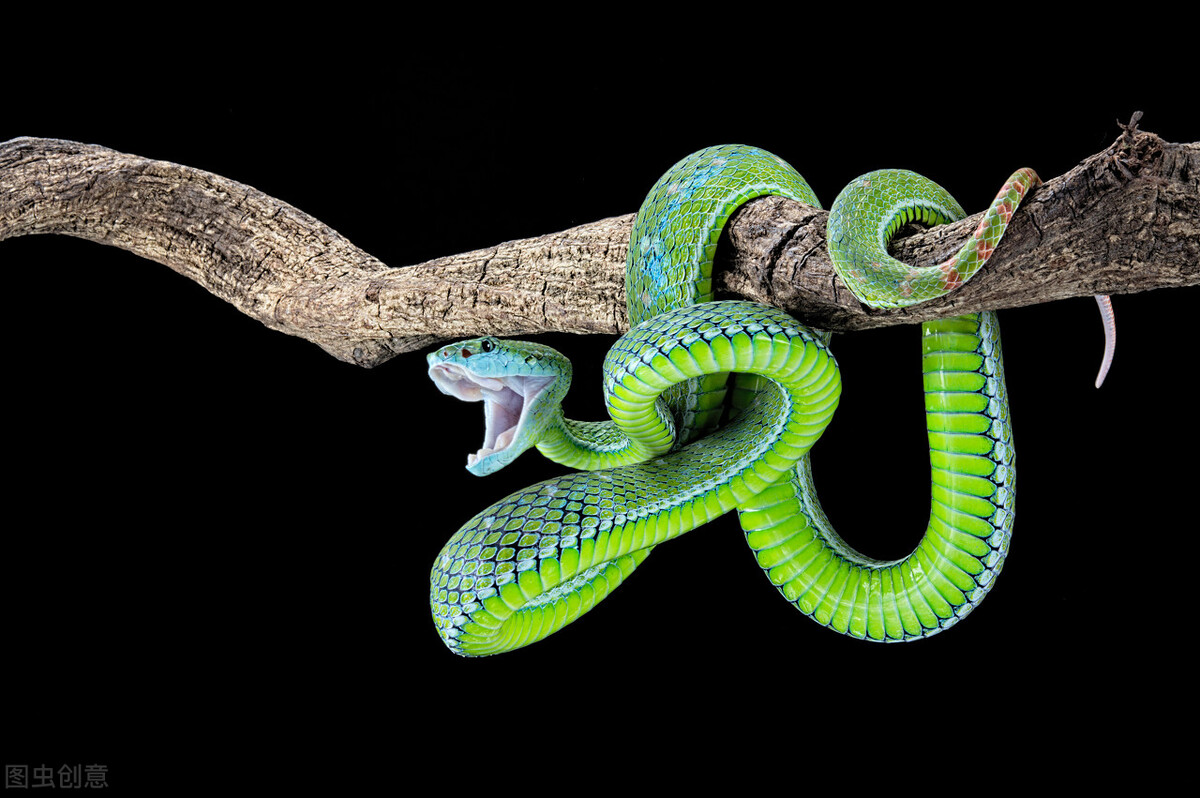 One of the top ten venomous snakes, the Bamboo Leaf Green Snake, 100 mg ...