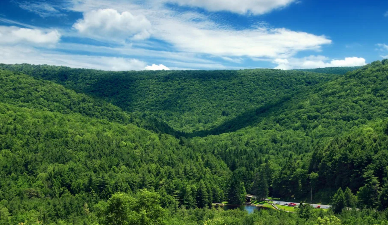 Are more forests really better?As early as 306 million years ago, the ...