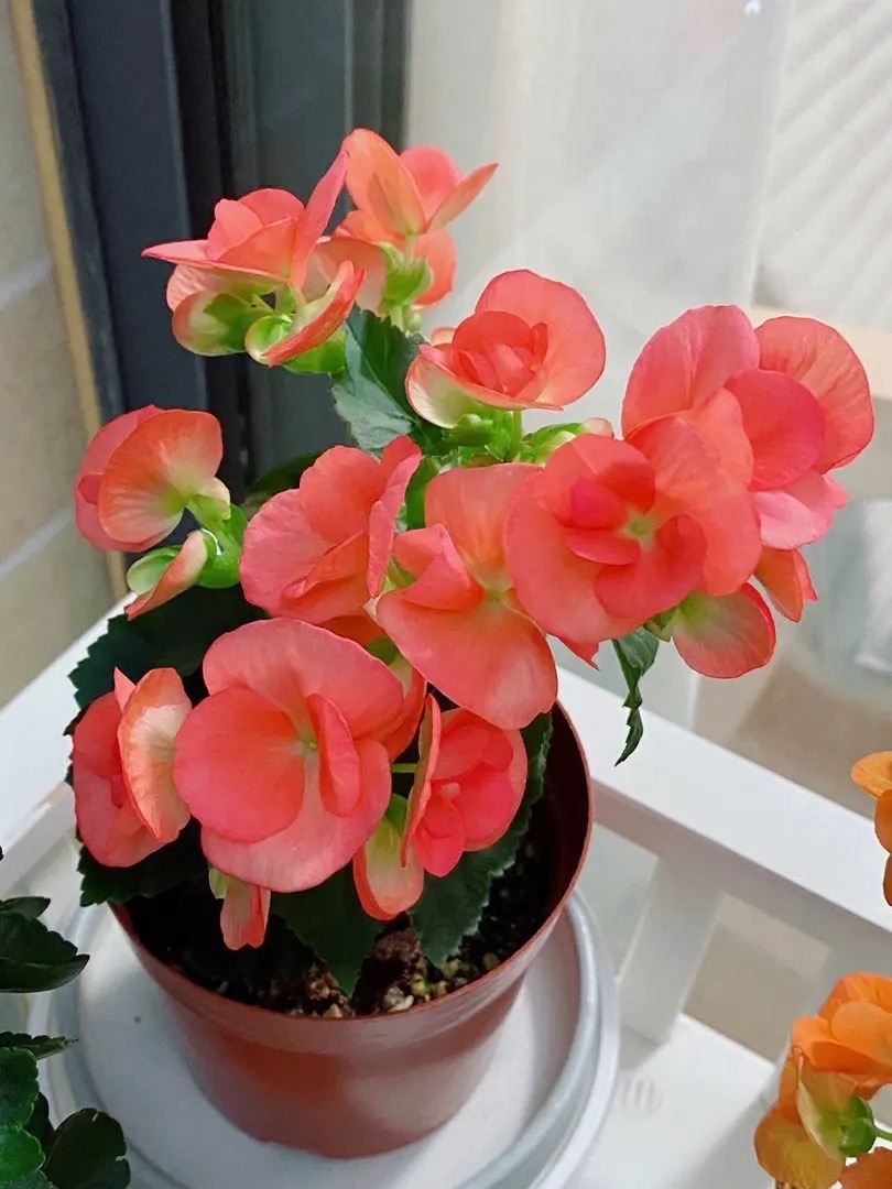Rieger Begonia is very beautiful, it can be "2 o'clock" well, it blooms ...