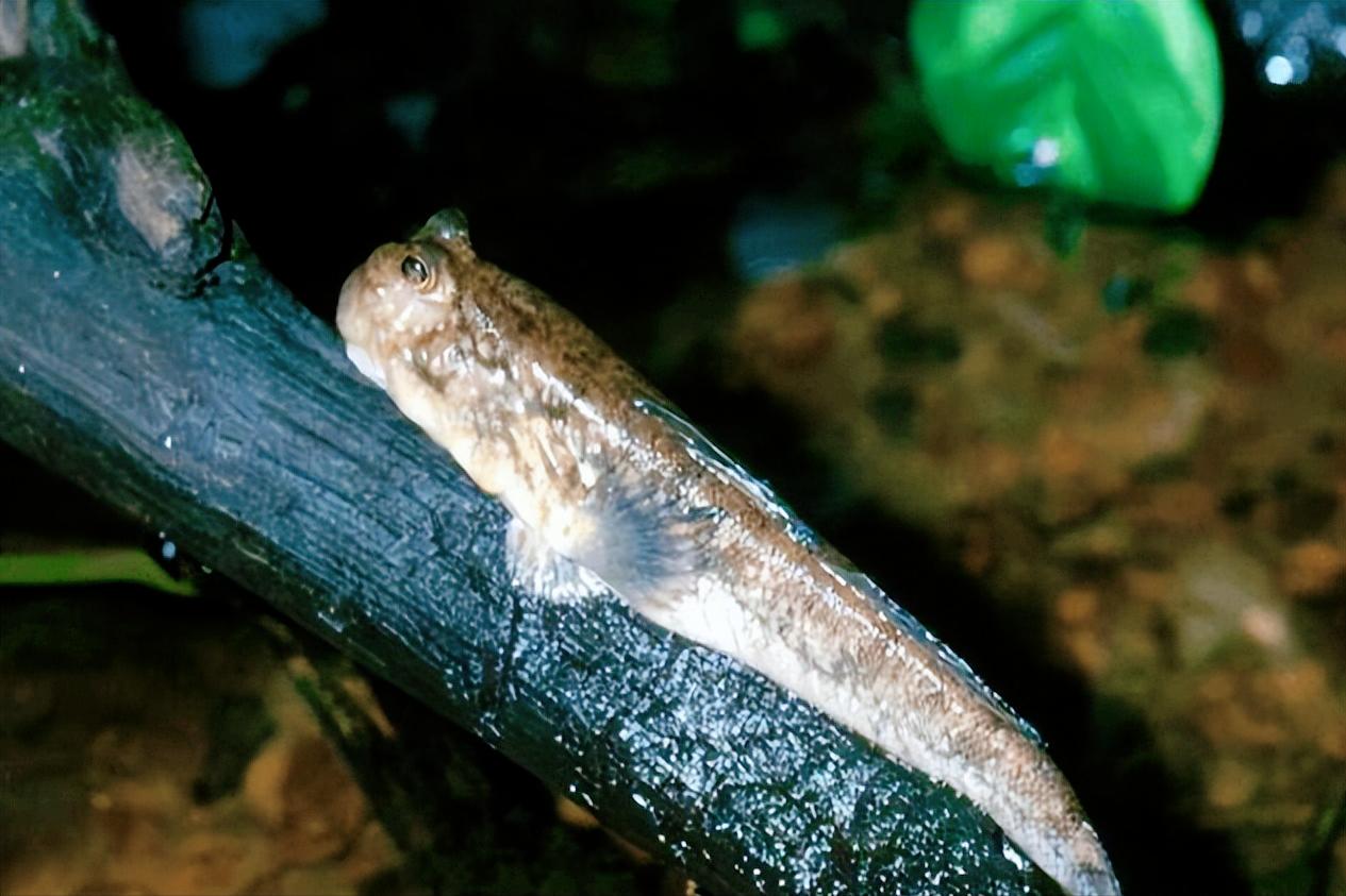 A fish that has lived for 300 million years, a fish that can run, jump ...