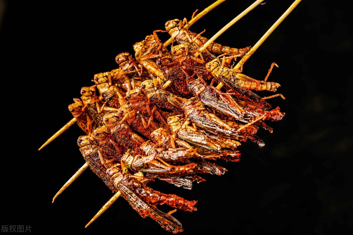 Are locusts delicious? Why do so many people like to eat roasted ...