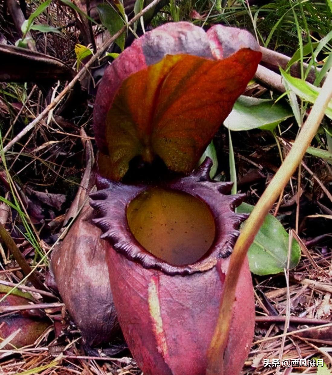 Three legendary mysterious plants - iNEWS