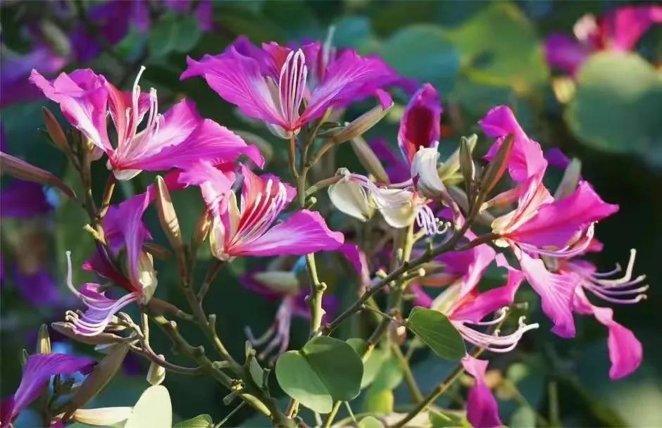 Bauhinia flowers are delicate and charming, and the romantic atmosphere ...