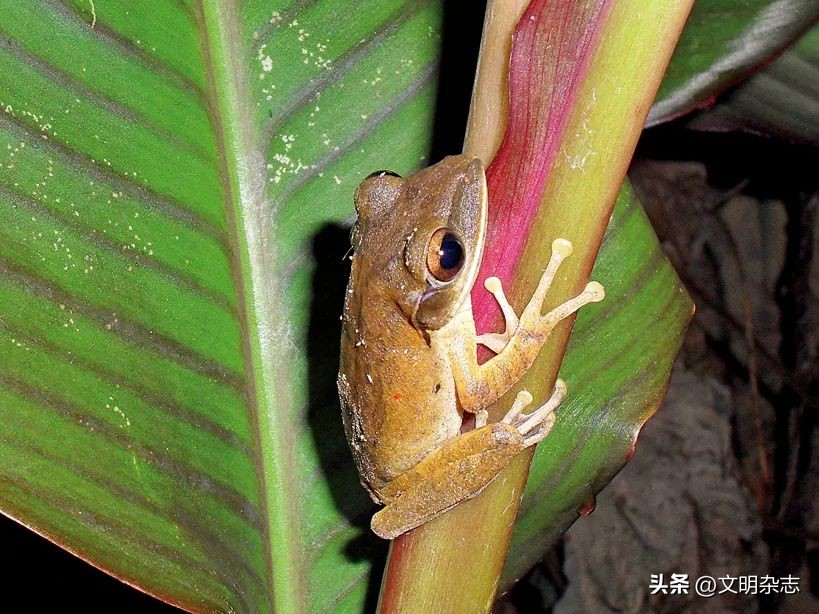 Ancient Forest Elf: Tree Frog - iNEWS