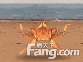 The mystery of the crab is revealed, why the crab walks sideways - iNEWS