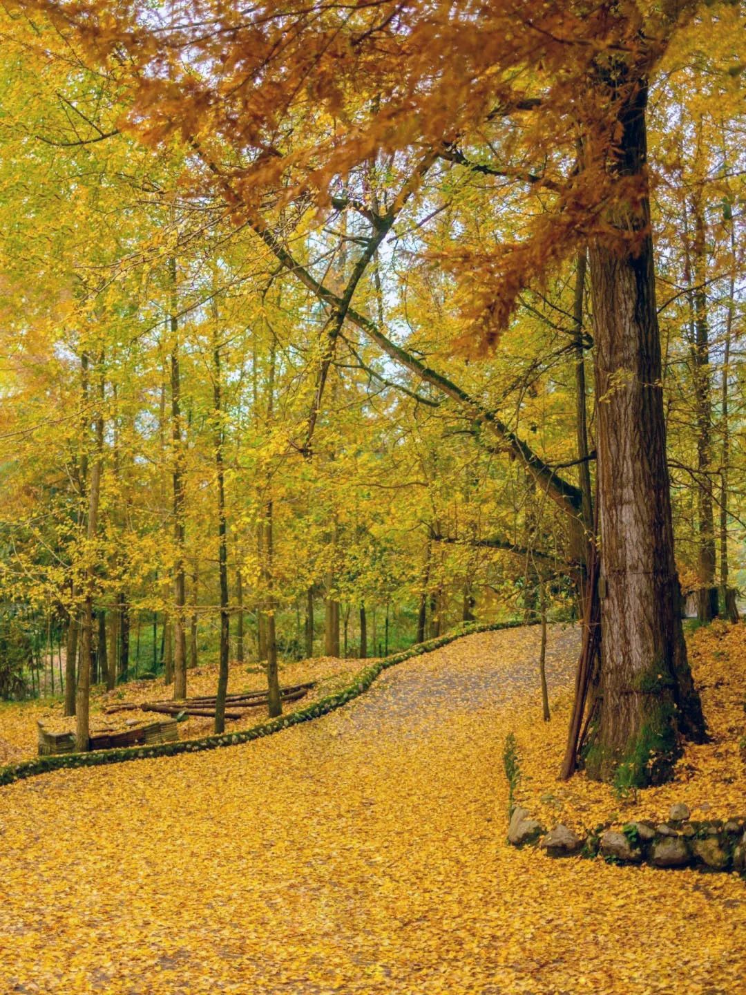 Hiking in the Ginkgo Forest in Chengdu, it's so beautiful - iNEWS