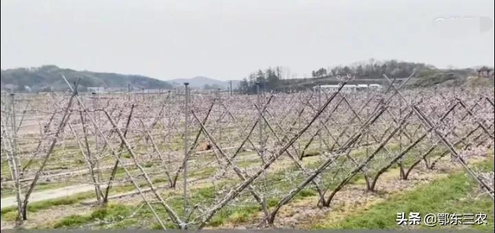 Korean peach cultivation is unique, scientific management, high yield ...