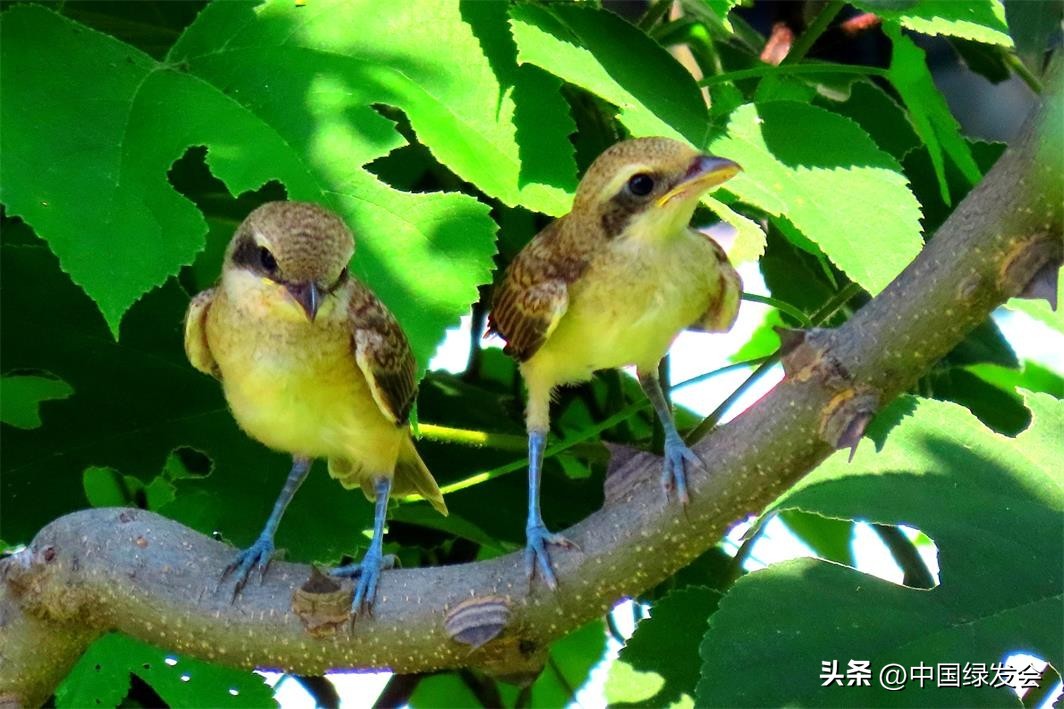 "Animal Atlas""Butcher Bird" Shrike - iNEWS