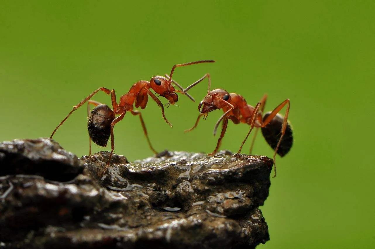 There are 200 million ants on the earth, and each person on the earth ...