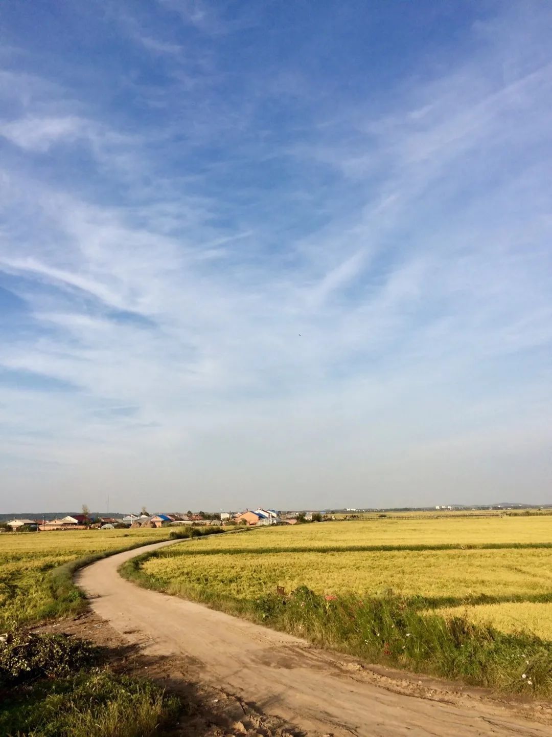 Choose real high-quality Wuchang rice, so that children can happily eat ...