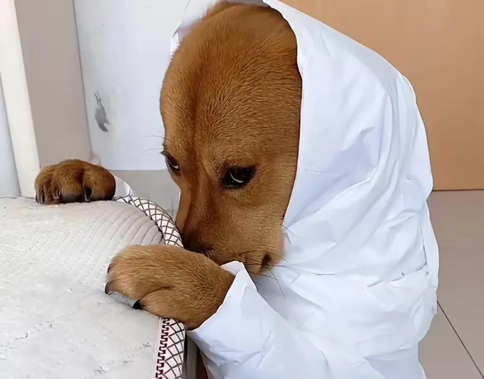 Is the Internet celebrity dog Xiaopang unfortunate, or is there another ...