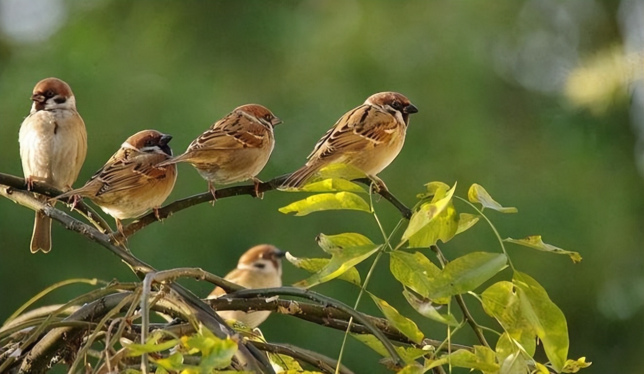 Why can't the sparrows caught by humans survive? Unfortunately, the mystery is revealed! - iNEWS