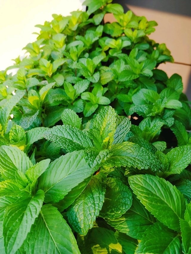 You don't need to buy mint, you can use one method to raise a big pot ...