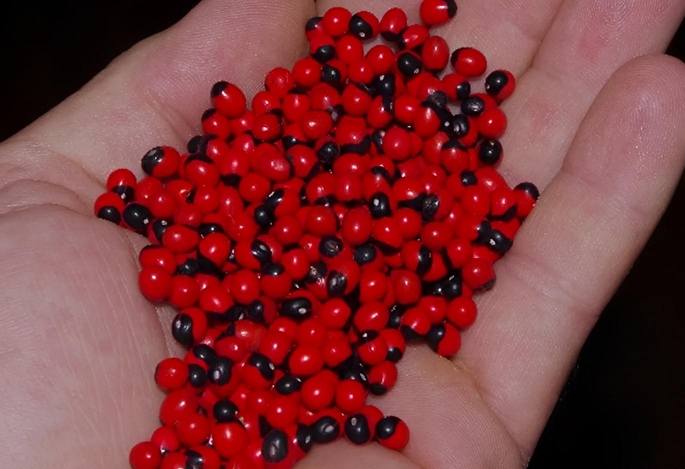 The whole plant has highly toxic substances, and the seeds are more ...