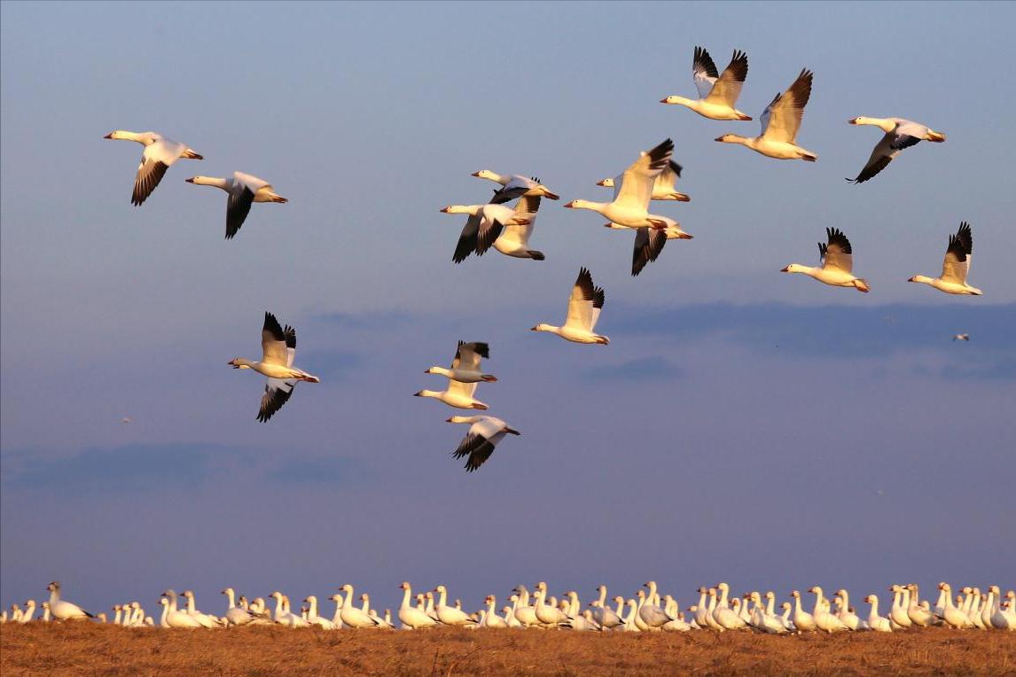 Why do wild geese line up in the shape of "people" when flying? Uncover ...
