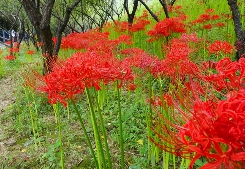 Known as the "Flower of the Yellow Spring", a brief analysis of the ...