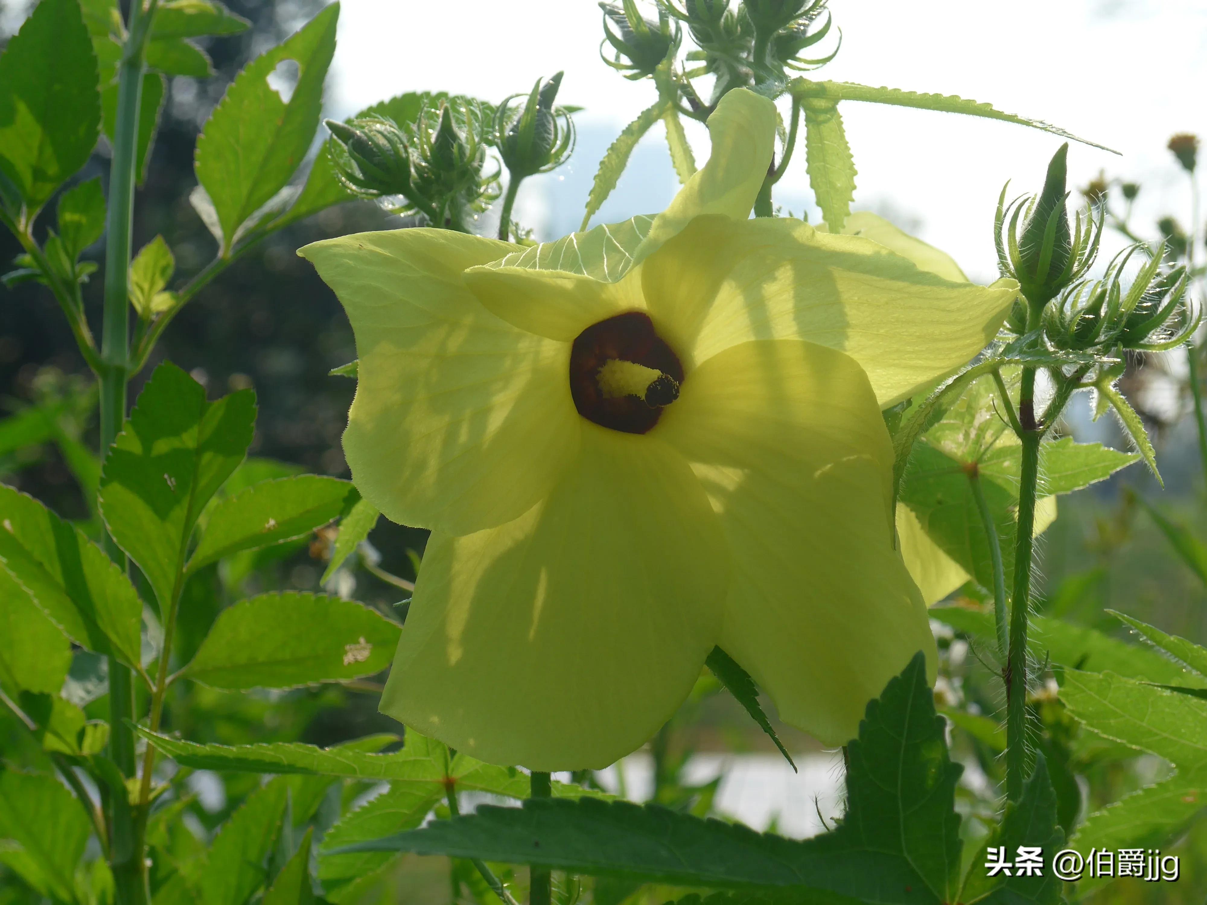 "Wild okra" - yellow sunflower - iNEWS
