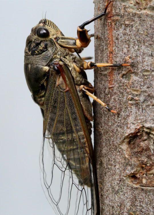 Prose: The joy of catching cicadas - iMedia