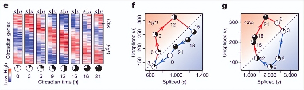cellDancer—predict RNA Velocity and RNA kinetic rate at the single-cell ...
