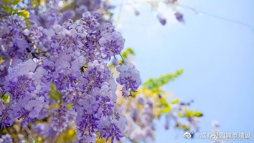 Beautiful! Chengdu wisteria blooms like a romantic waterfall - iMedia