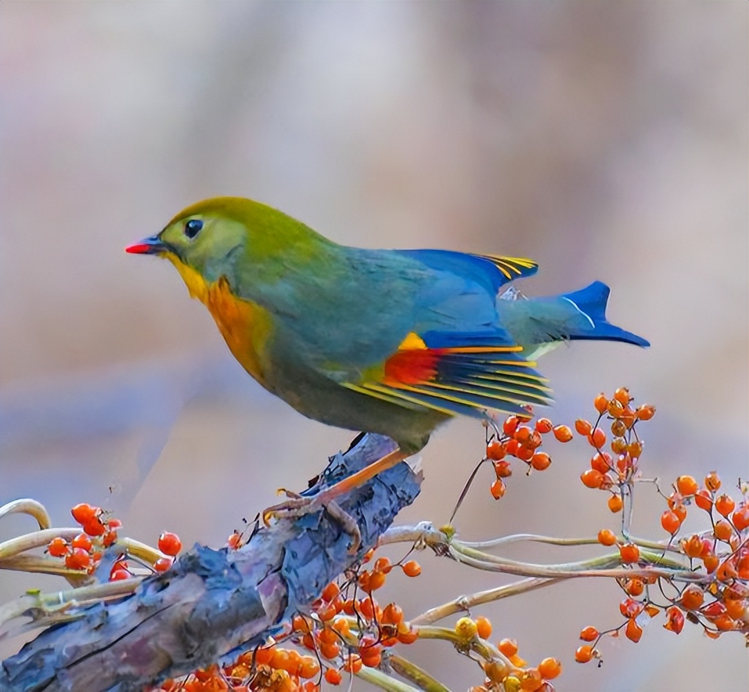 10 of the most sticky birds in nature - iNEWS