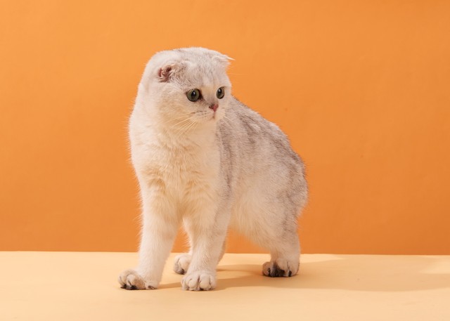 Cat Body Language: The Secret to Deciphering Their Posture and ...