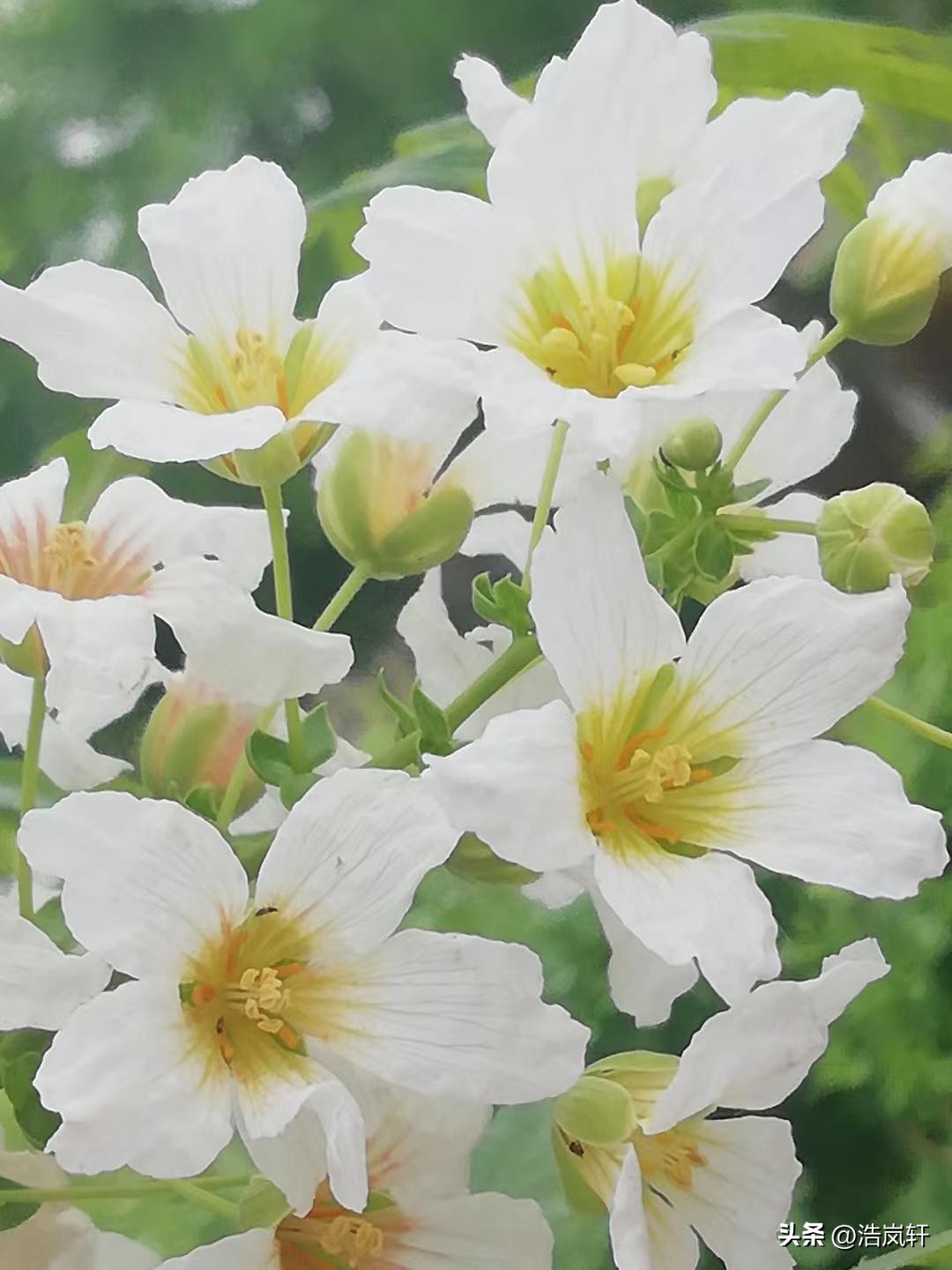 The six-character family motto "Speak slowly and be kind" can be used ...